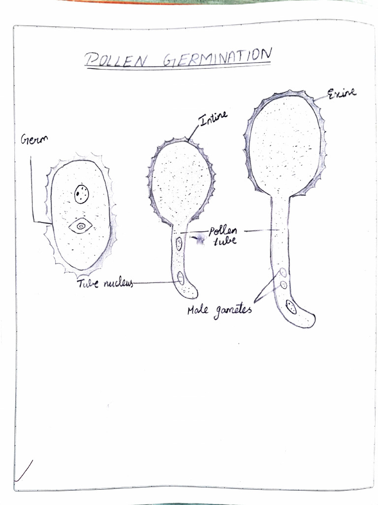 Bio Record G12 | PDF