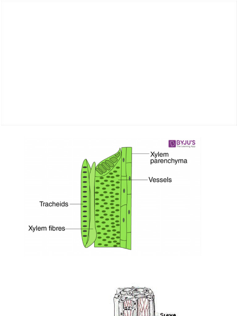 Xylem | PDF