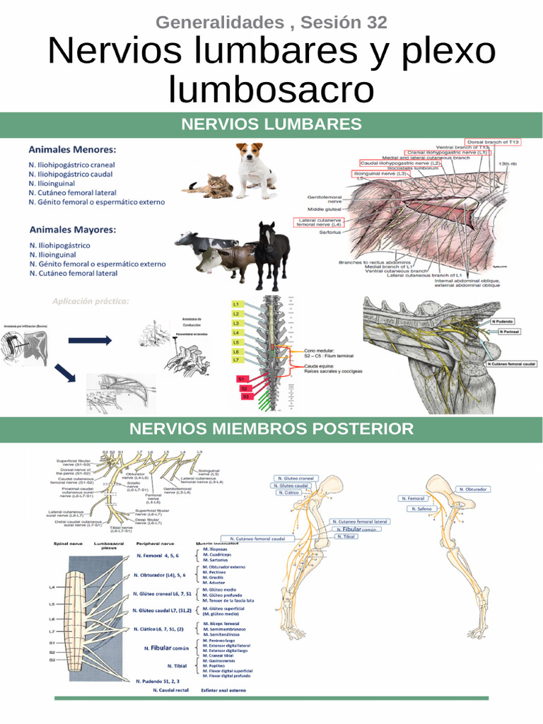 Resumen Anatomia Animal | PDF