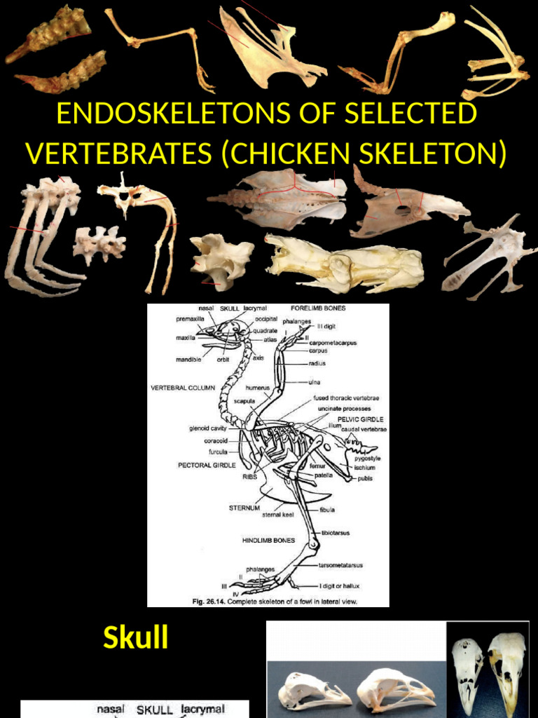 Endoskeletons of Selected Vertebrates (Chicken) | PDF