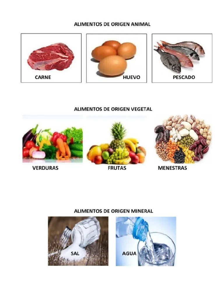 Origen Animal | PDF