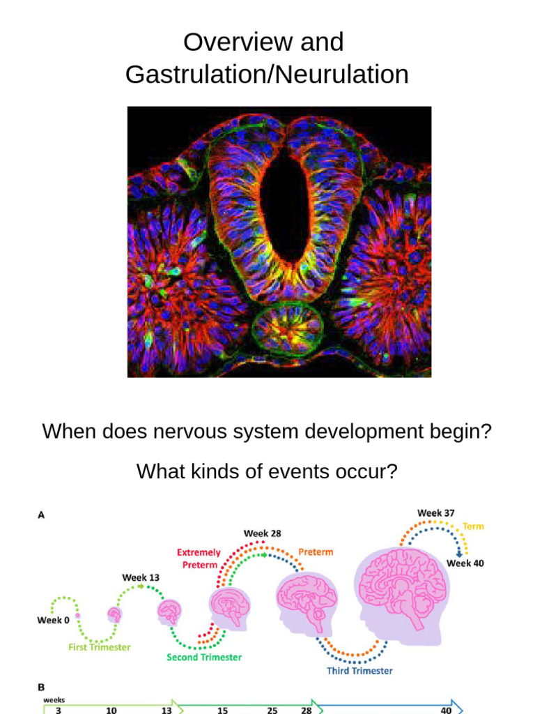 NEUR 335 Early Brain Development | PDF | Central Nervous System ...