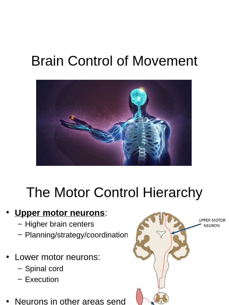 PSYC 376 Brain Control of Movement | PDF | Basal Ganglia | Cerebellum