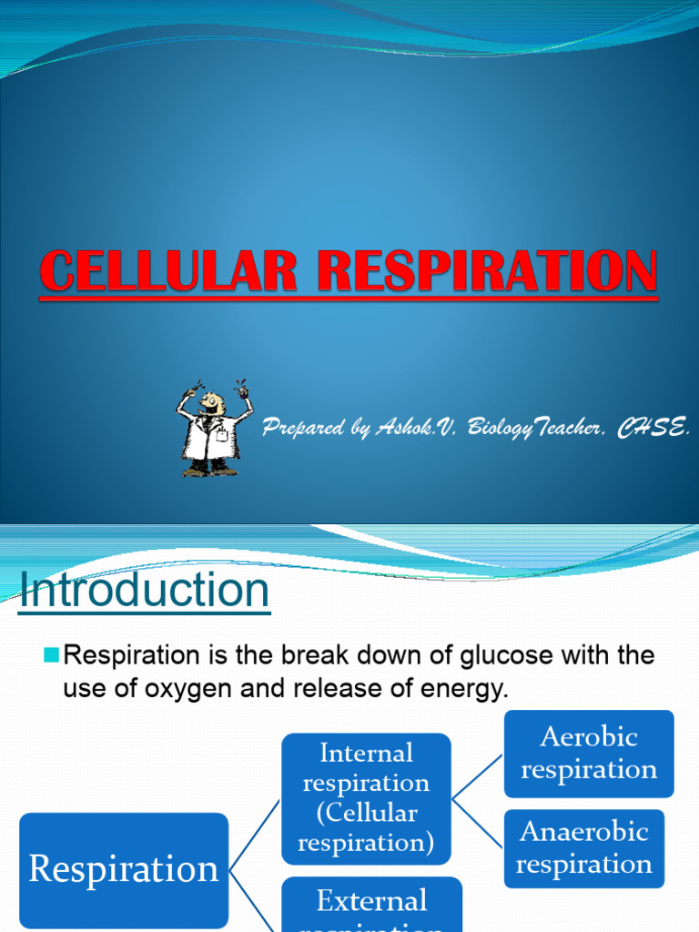 Cellular Respiration Processes Explained | PDF | Diet & Nutrition ...