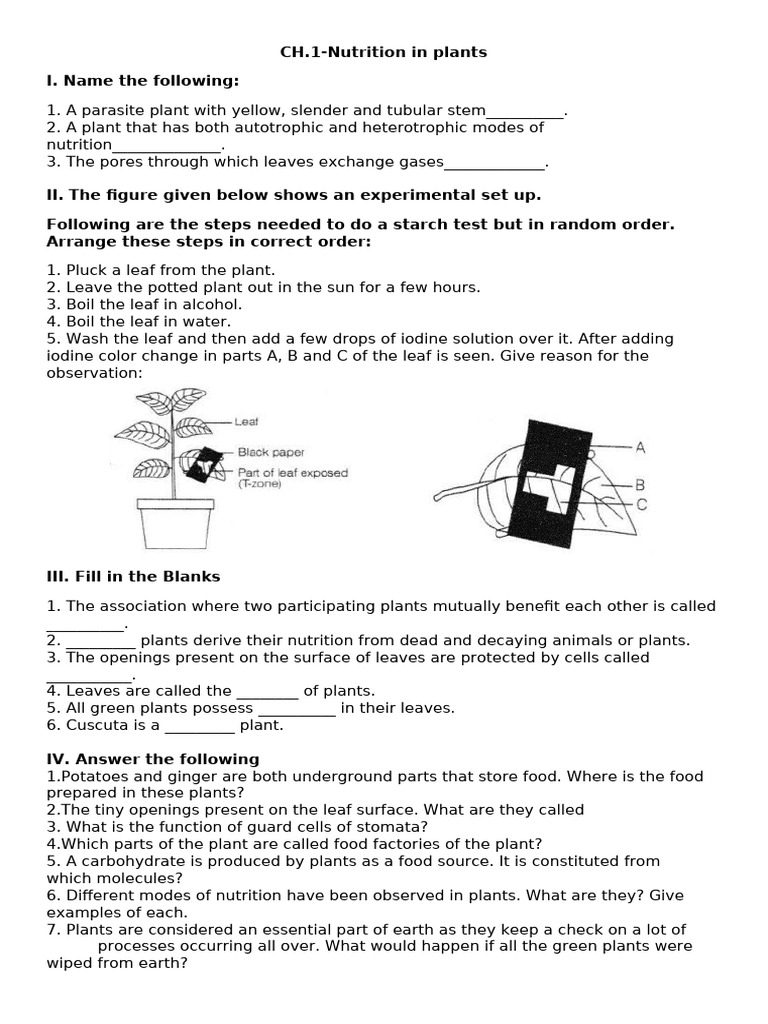 Nutrition in Plants and Animals for 7th Grade | PDF | Digestion | Leaf