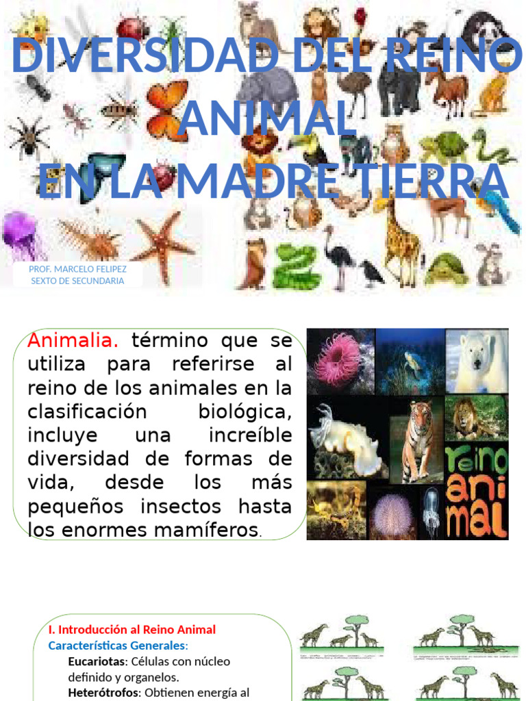 Diversidad del Reino Animal en la Tierra | PDF | Taxonomía (biología ...