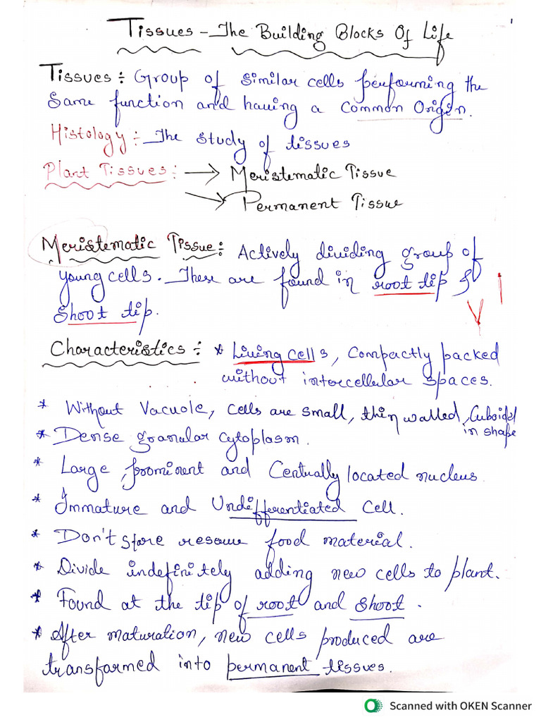 Tissues Part 1 | PDF