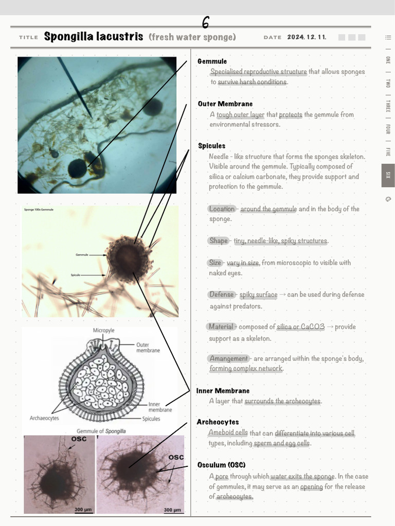 Microscope Exam | PDF | Anatomy