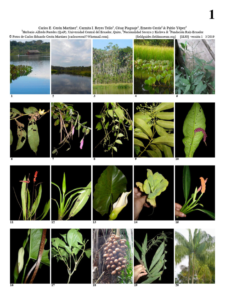 1132_ecuador_plants_of_pilchi_cocha | PDF