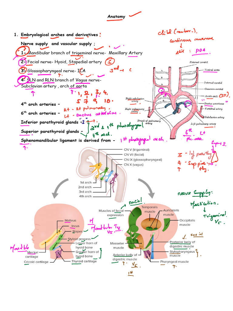 Imp Topics Anatomy Explained FMGE NEETPG | PDF | Larynx | Esophagus
