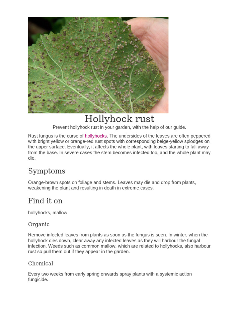 Hollyhock Rust | PDF