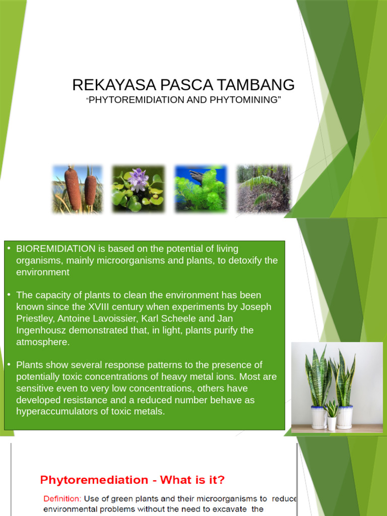 Phytoremediasi Dan Phytomining | PDF