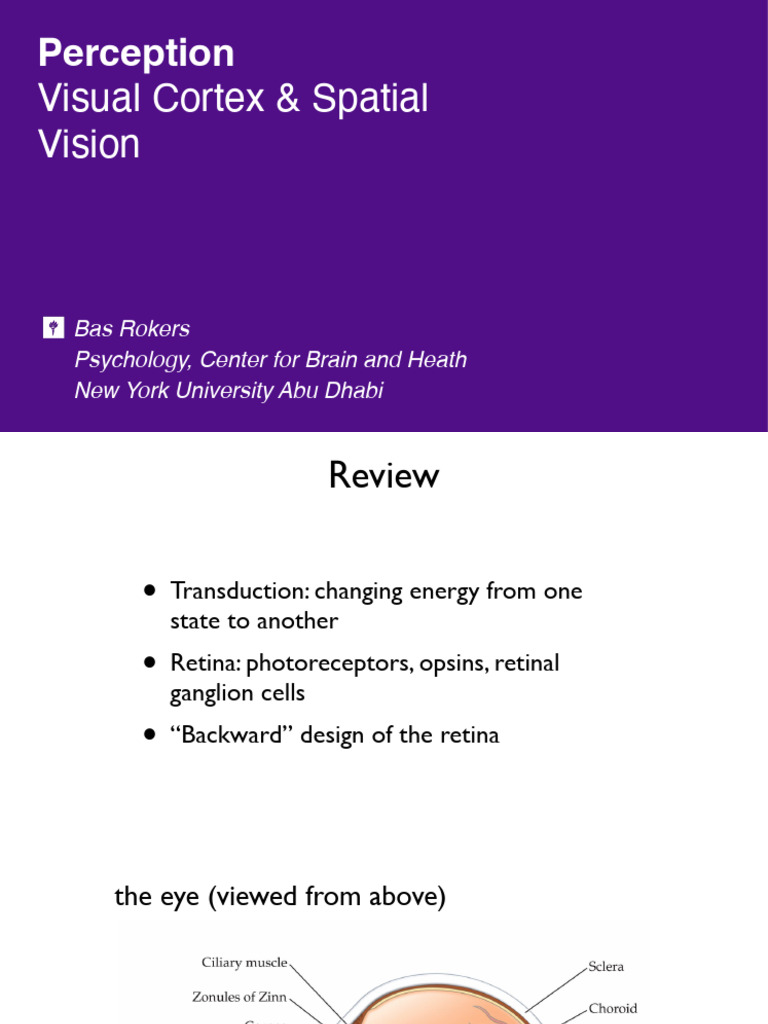 05 Eye To Brain | PDF | Visual Cortex | Retina