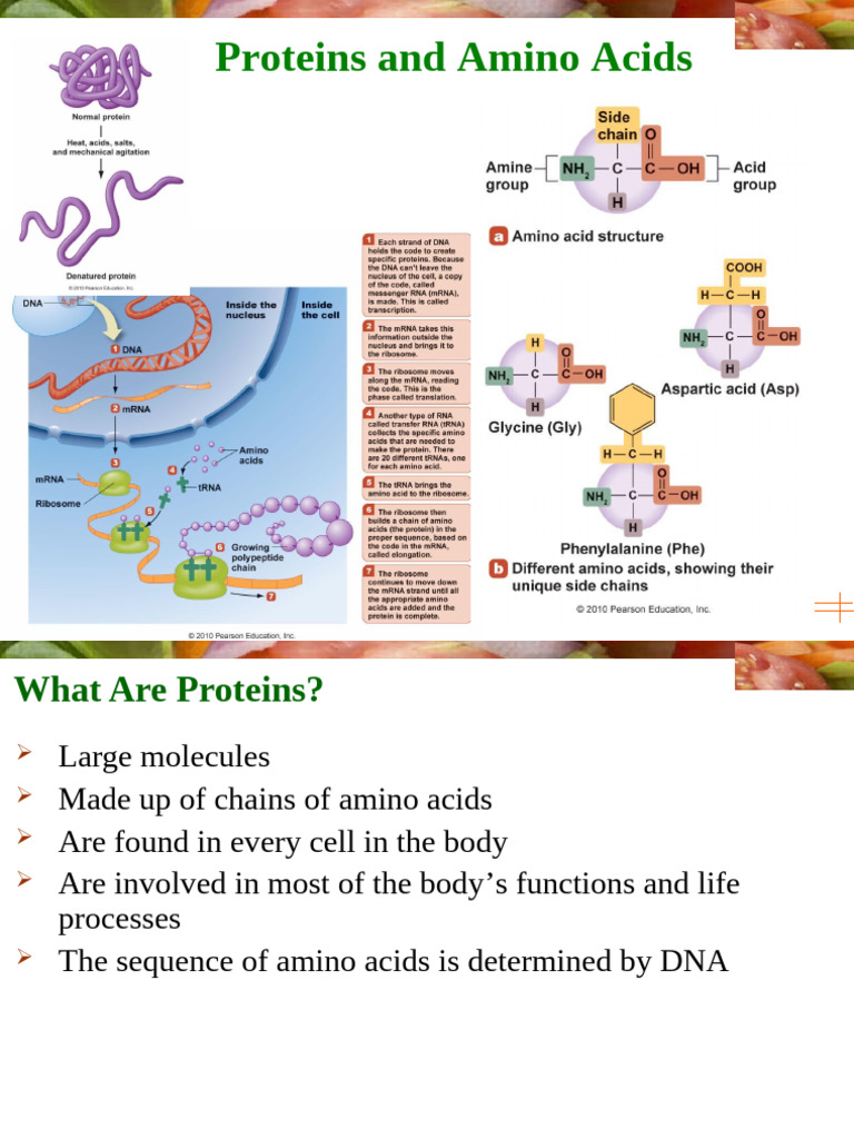 Aa & Proteins Student | PDF | Amino Acid | Vegetarianism