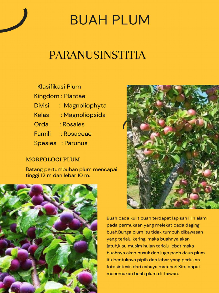 Buah Plum | PDF