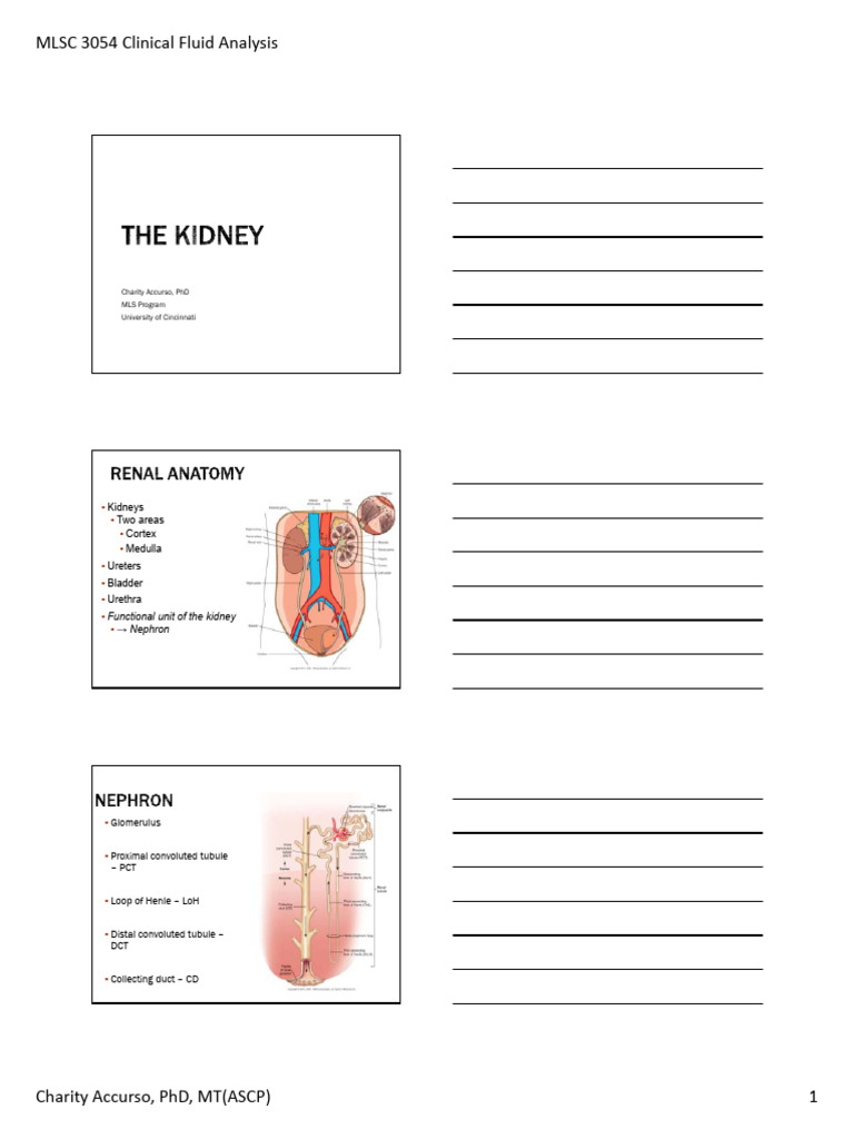 Chapter 4 Lecture Handout - Color | PDF | Kidney