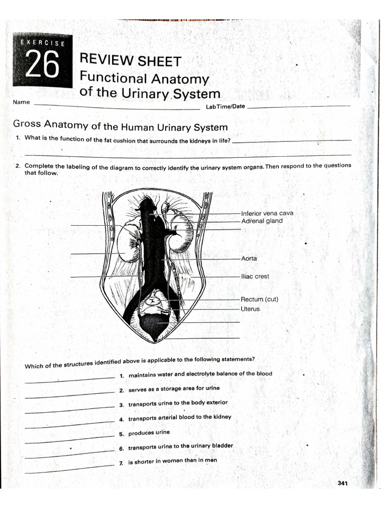 Anatomy Review-Sheet-26 | PDF
