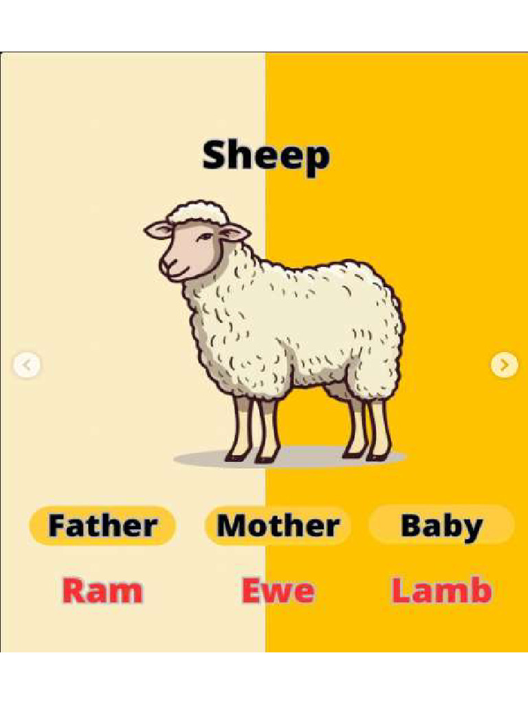 Sheep Family | PDF