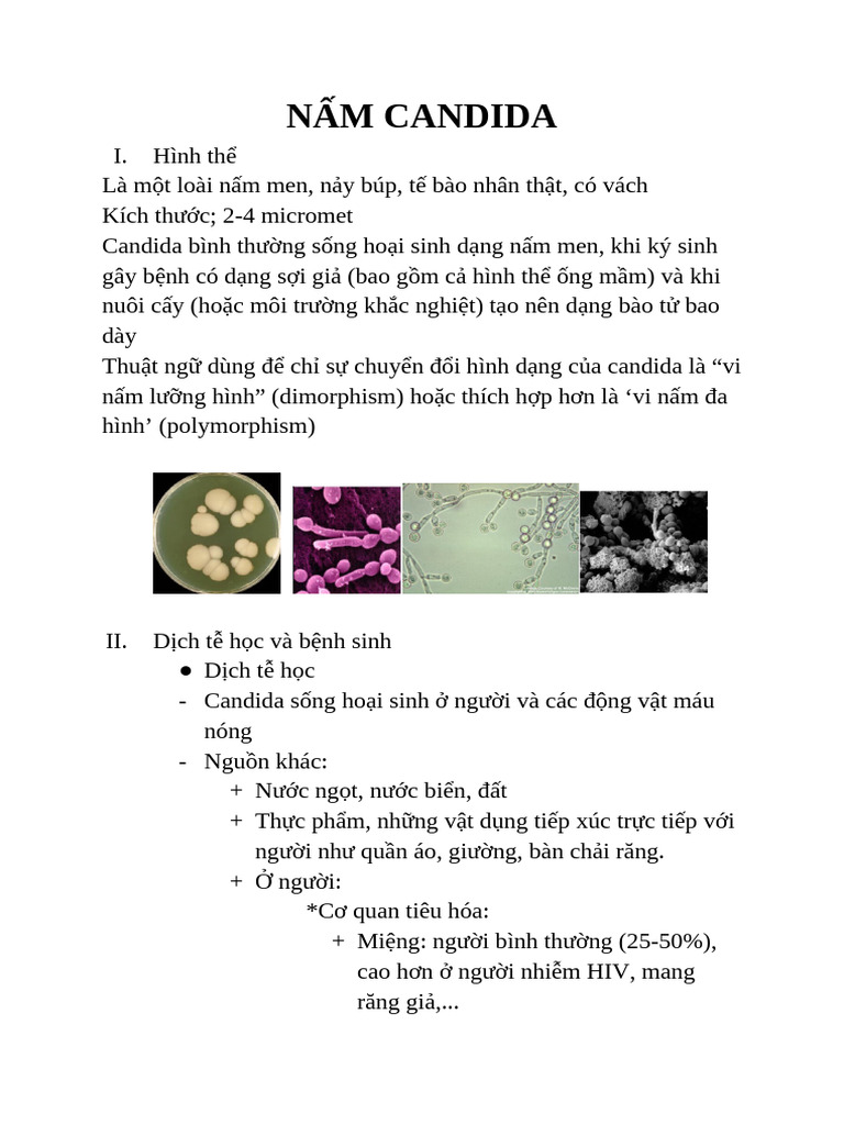 Nấm Candida | PDF