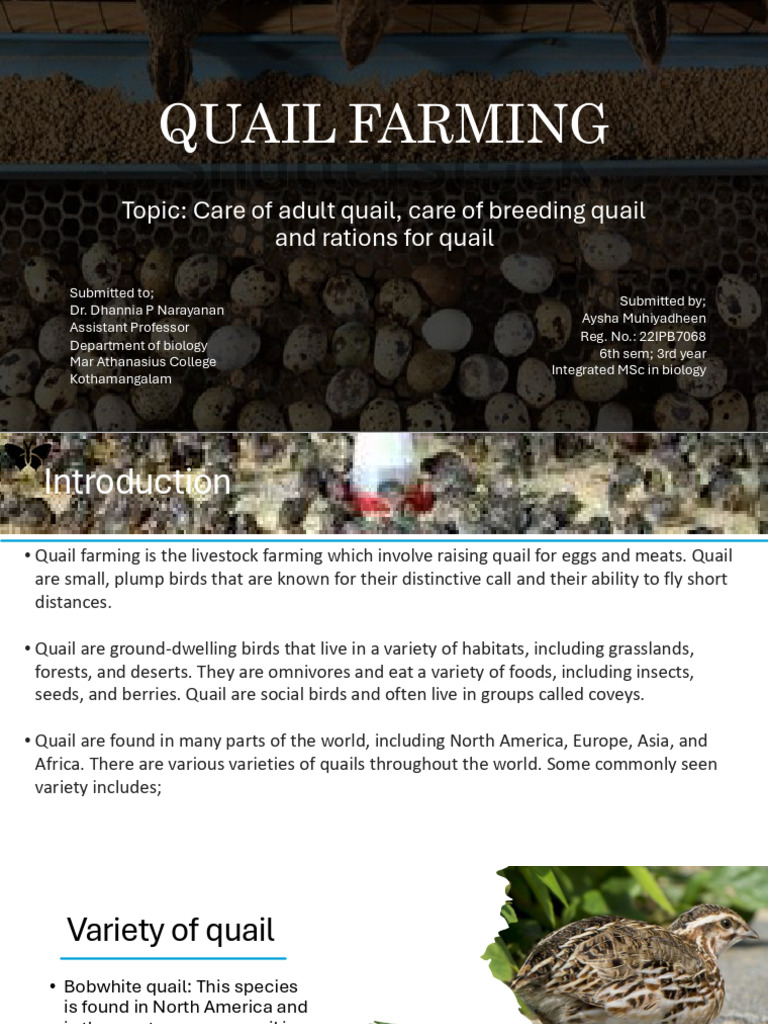 Quail farming | PDF | Lighting | Feather