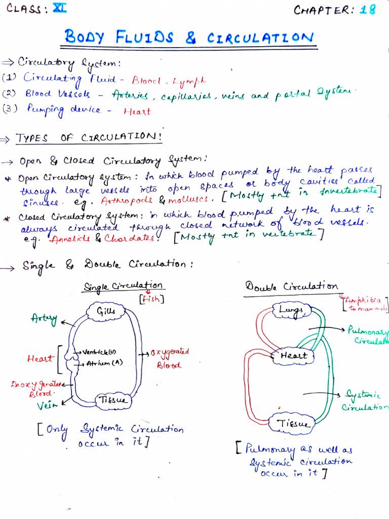 Body Fluids and Circulation Overview | PDF | Atrium (Heart) | Heart