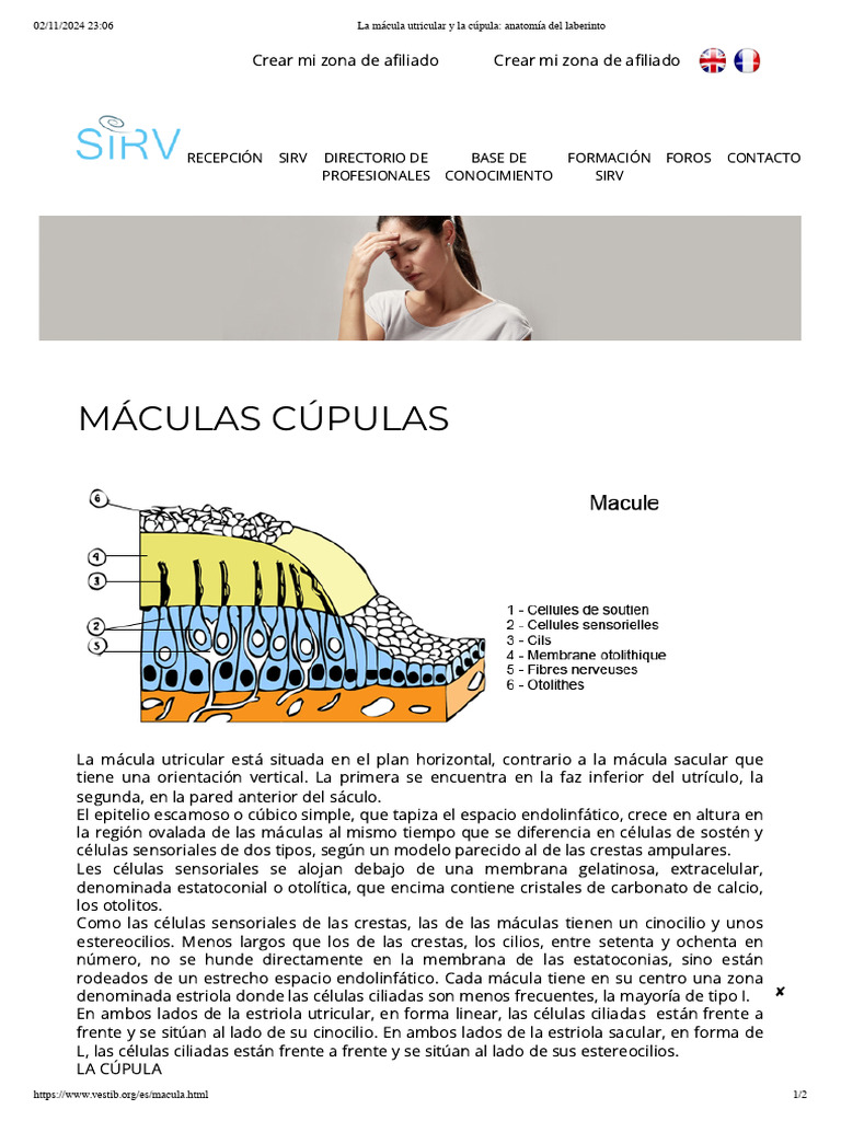 La Mácula Utricular y La Cúpula - Anatomía Del Laberinto | PDF ...