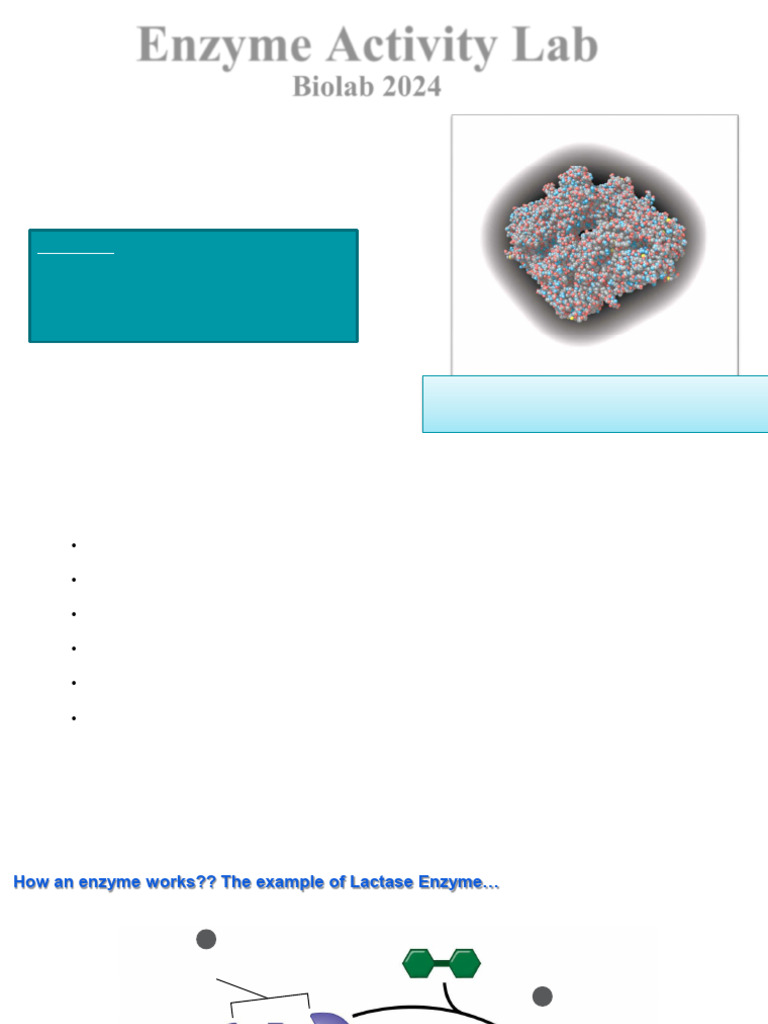 Enzyme Activity Lab - Biolab - 24jan 2024 | PDF | Enzyme | Glucose