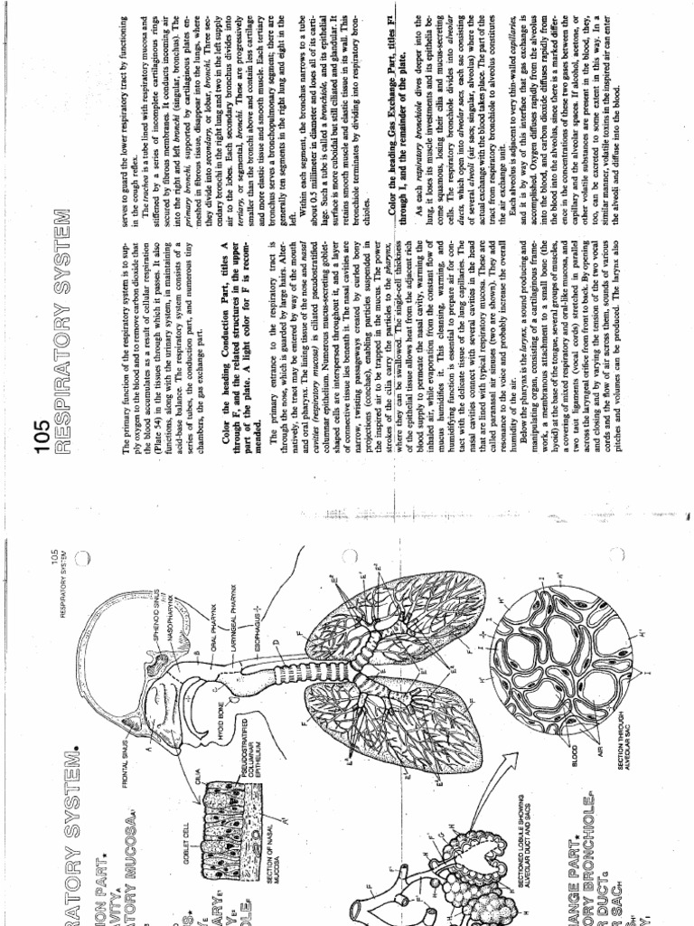 Respiratory System Colouring | PDF