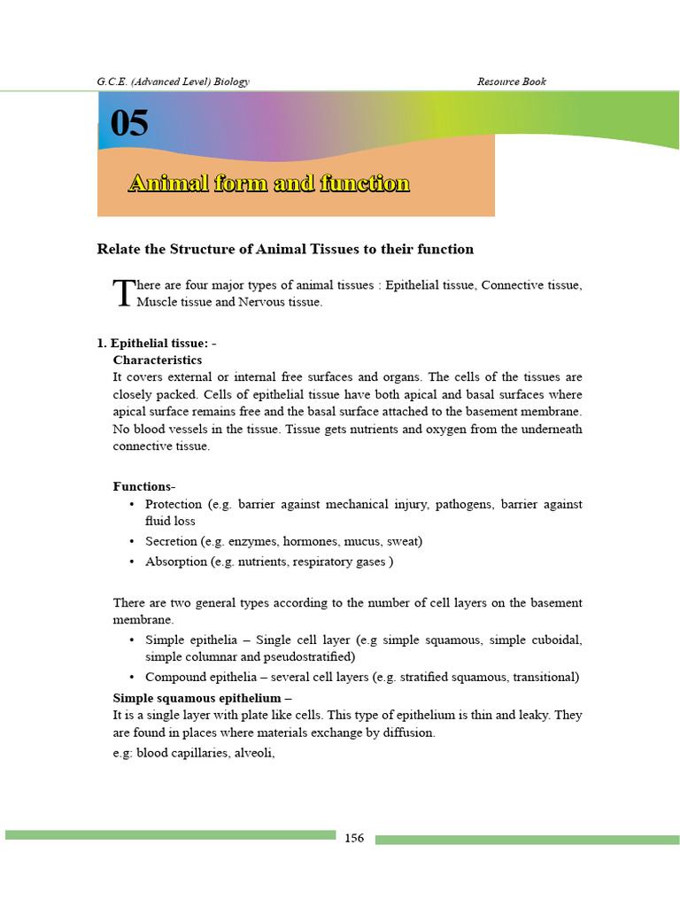 Advanced Level Biology: Animal Tissues | PDF | Stomach | Epithelium