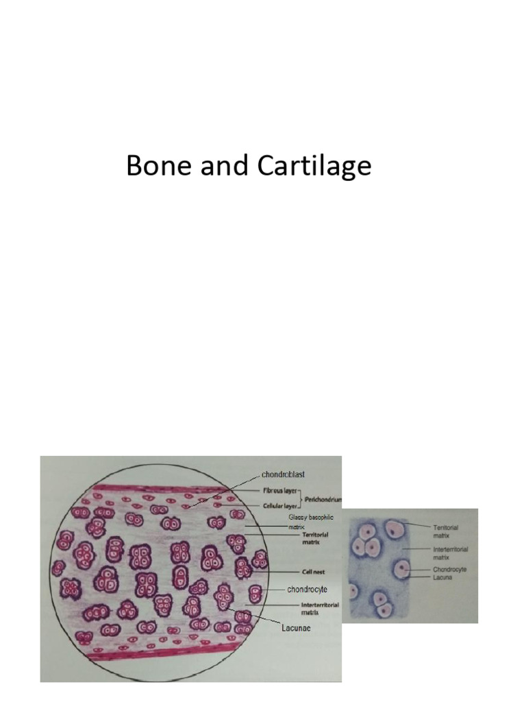 bone_and_cartilage_diagrams | PDF