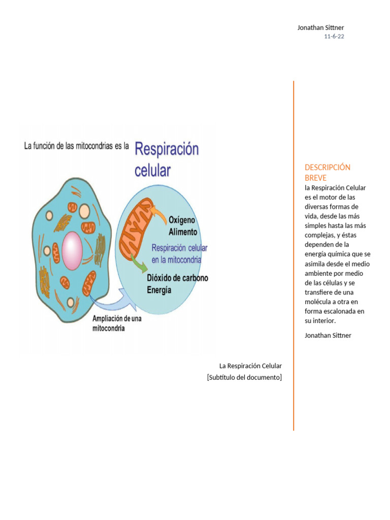 La Respiración Celular | PDF | Respiración celular | Trifosfato de adenosina