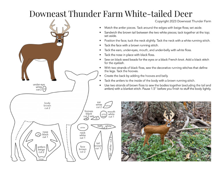 White Tailed Deer | PDF