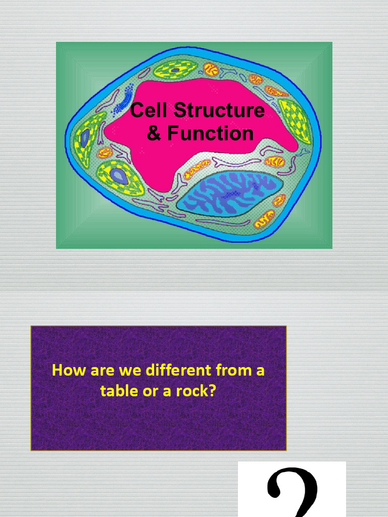 Grade 9 Cell structure and function -24-25 | PDF | Cell (Biology ...