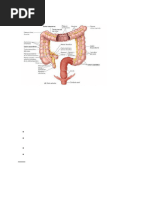 Anatomía del Colon Sigmoide | PDF | Intestino grueso | Recto