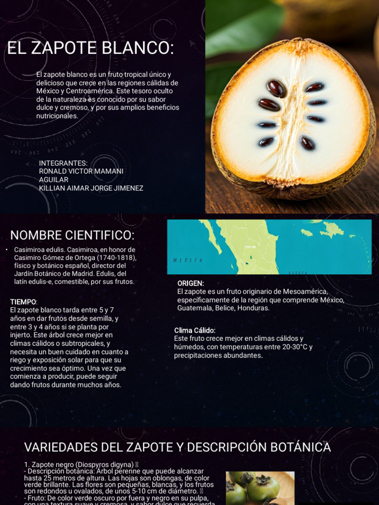 Propiedades y usos del zapote blanco | PDF | Fruta | Frutas comestibles