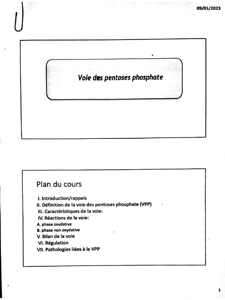 Métabolisme Du Glucose VPP 2025 | PDF
