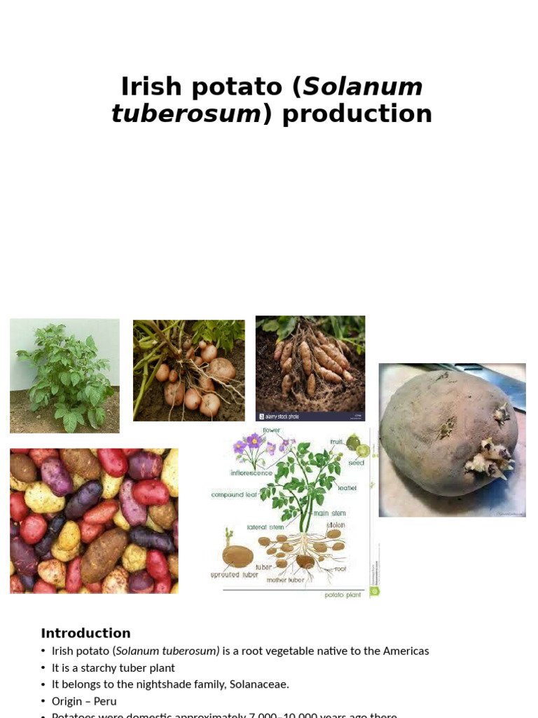 Irish Potato Production Guide | PDF | Potato | French Fries