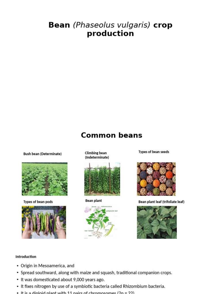 Bean (Phaseolus Vulgaris) Crop Production | PDF | Legume | Bean