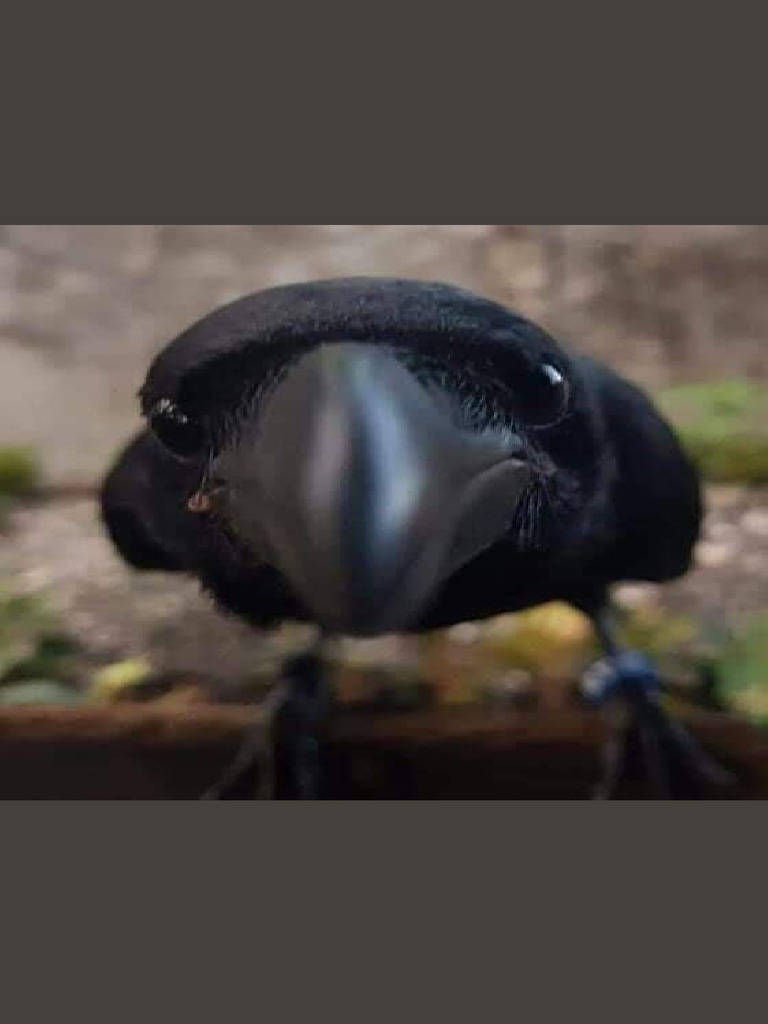 Crow Stare | PDF