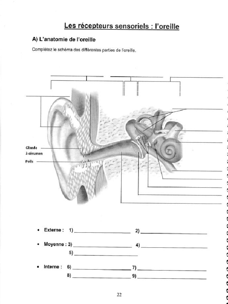 Ear | PDF