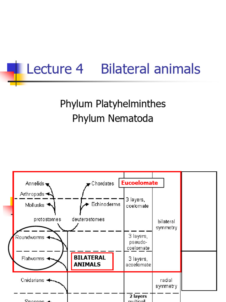 Bilateral Animal Phyla Overview | PDF | Nematode
