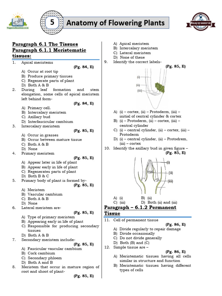 Plant Tissue Types and Functions | PDF | Plant Stem | Tissue (Biology)