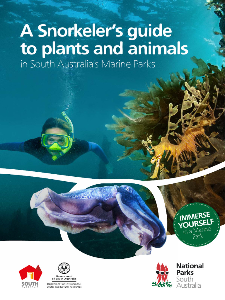 Snorkeling Guide: SA Marine Life | PDF | Coral | Coral Reef