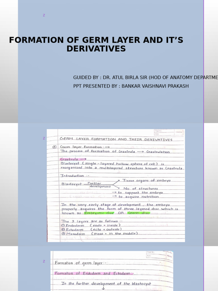 Germ Layer Formation and Derivatives | PDF