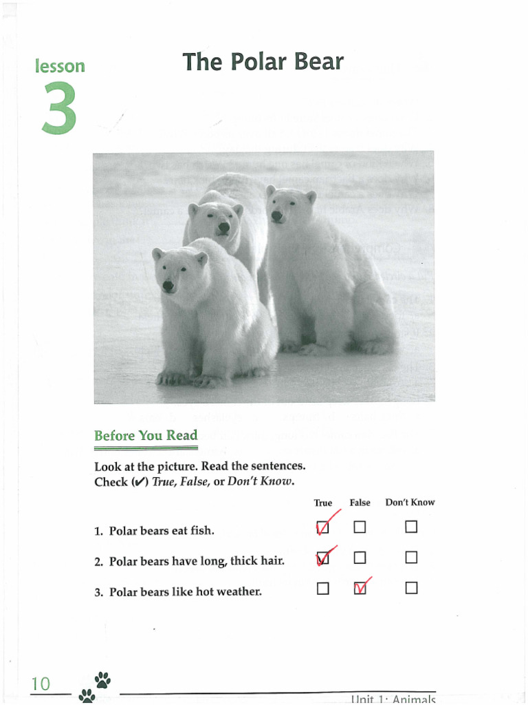 The Polar Bear | PDF