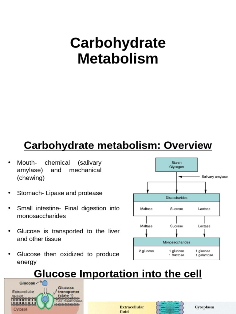Carbohydrate Metabolism Overview | PDF | Glycolysis | Citric Acid Cycle