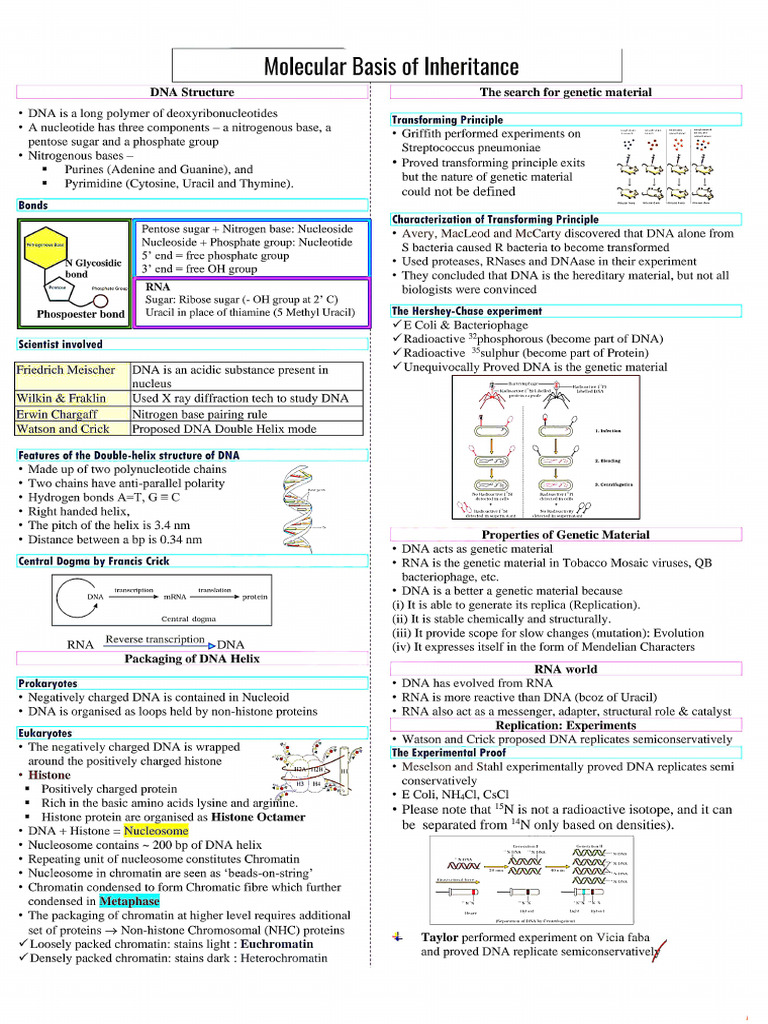 MOLECULAR BASIS OF INHERITANCE [@RAJHARSH77] (2) | PDF