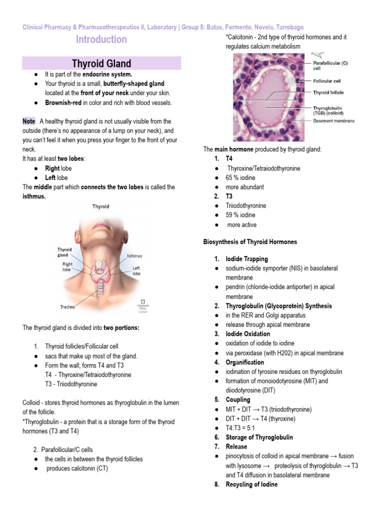 GROUP5 - Hyperthyroidism and Hypothyroidism Handout | PDF | Hyperthyroidism | Thyroid