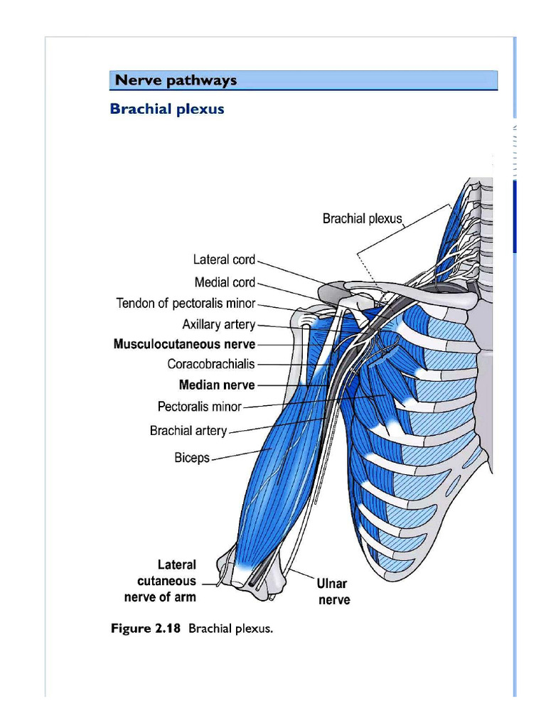Nerve Pathway | PDF