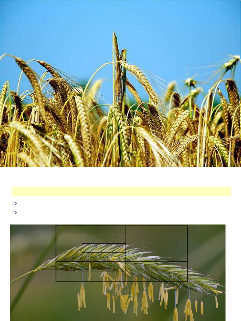 06_Tema_Centeno | PDF | Centeno | Trigo